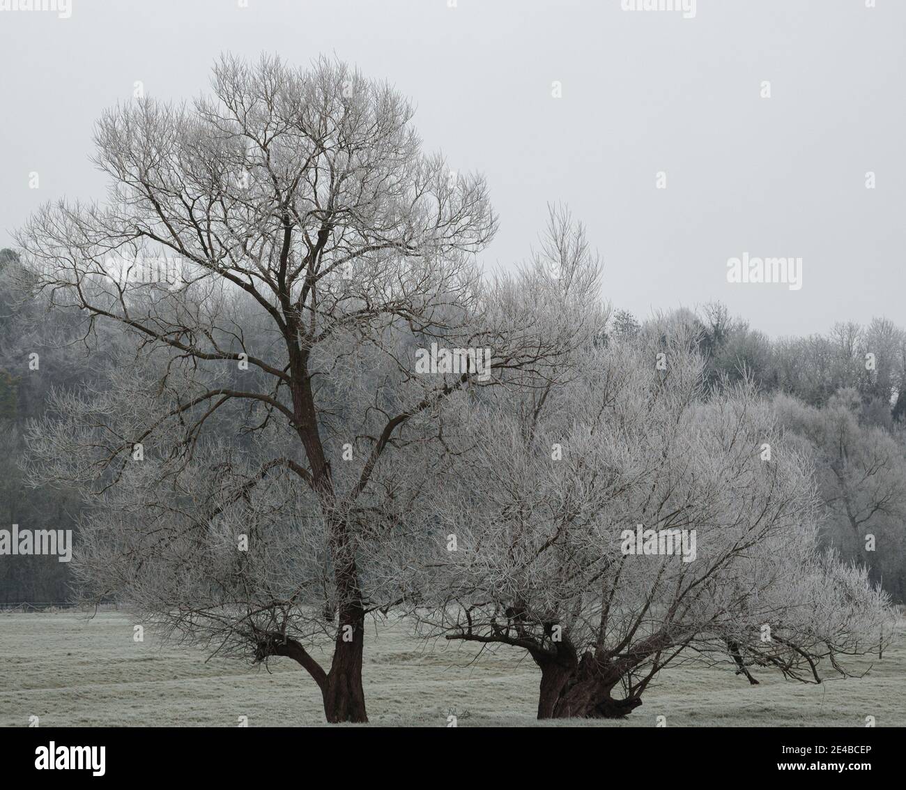 Split oak forest hi-res stock photography and images - Alamy