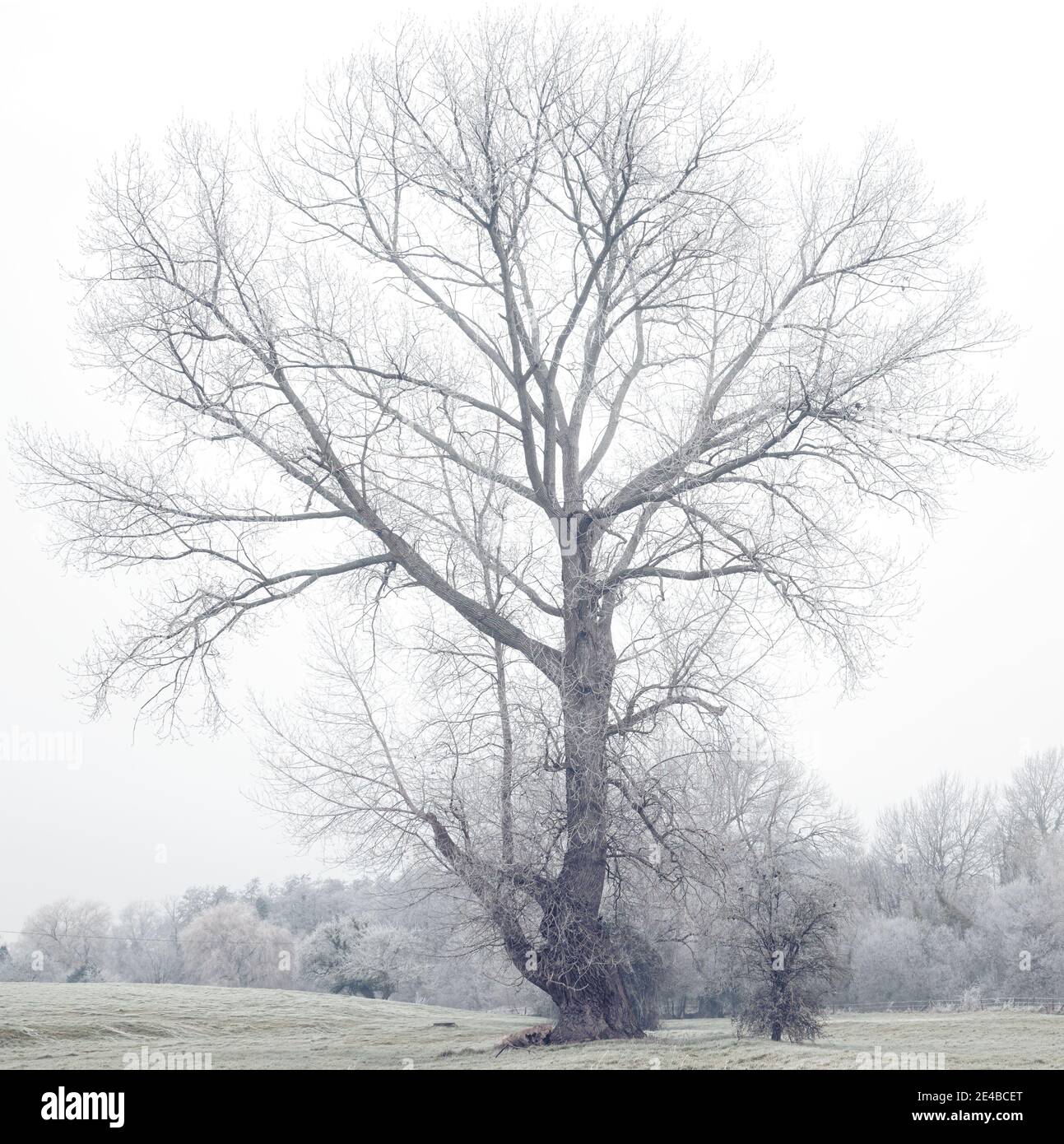 Beautiful huge oak tree hi-res stock photography and images - Alamy