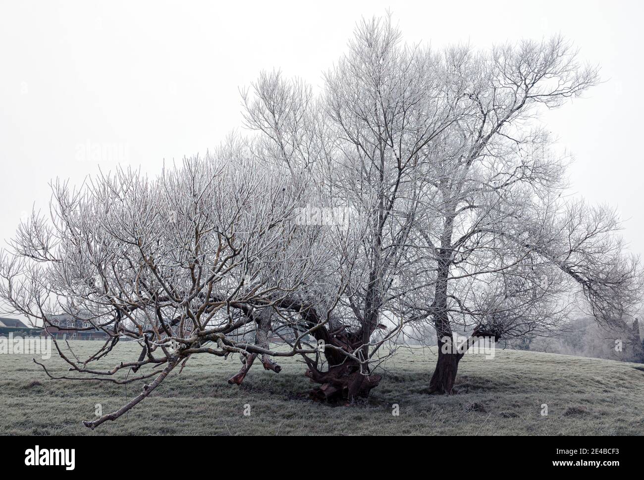 Winter snow and oak branches hi-res stock photography and images - Alamy