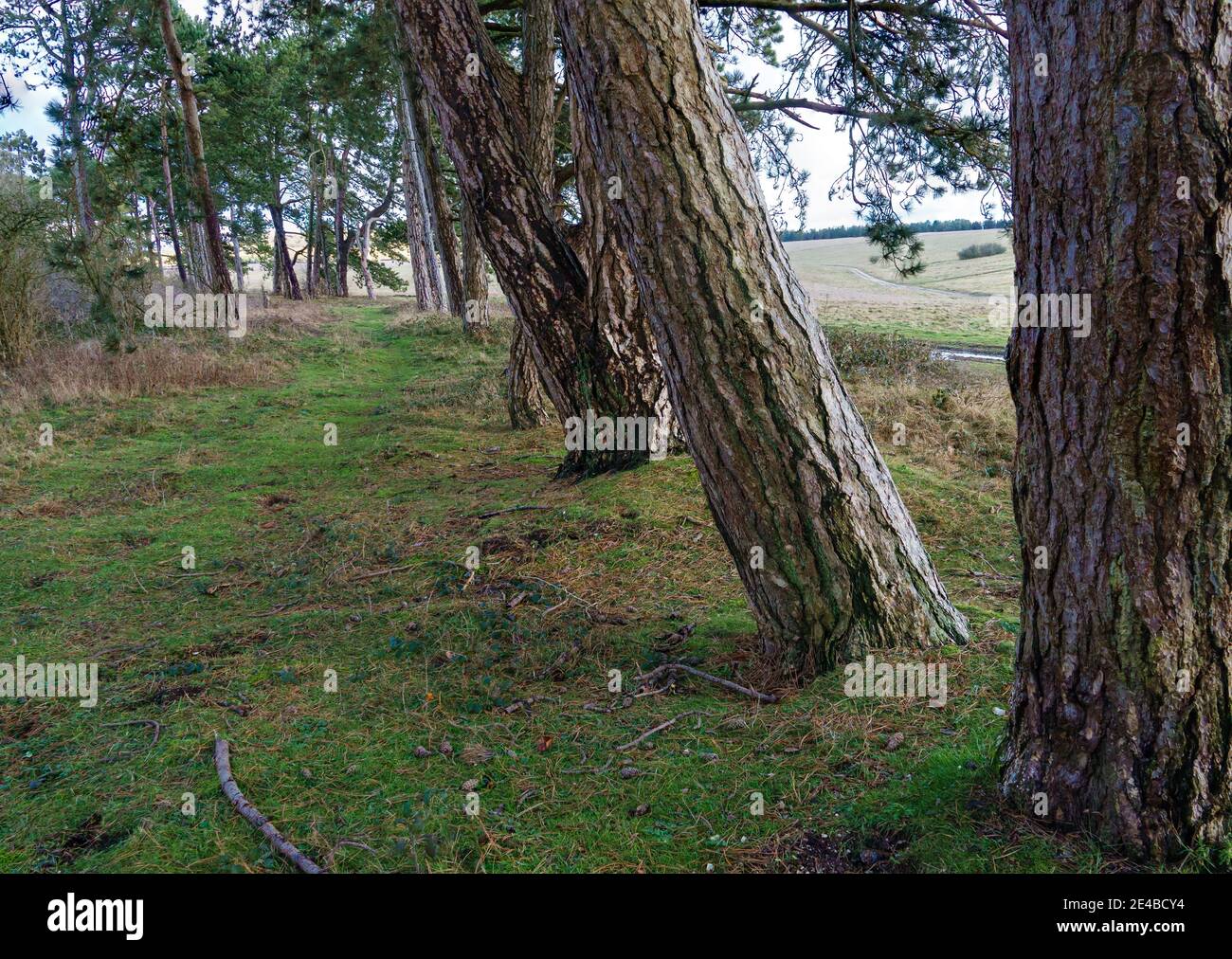 an alley of leaning fir trees Stock Photo - Alamy