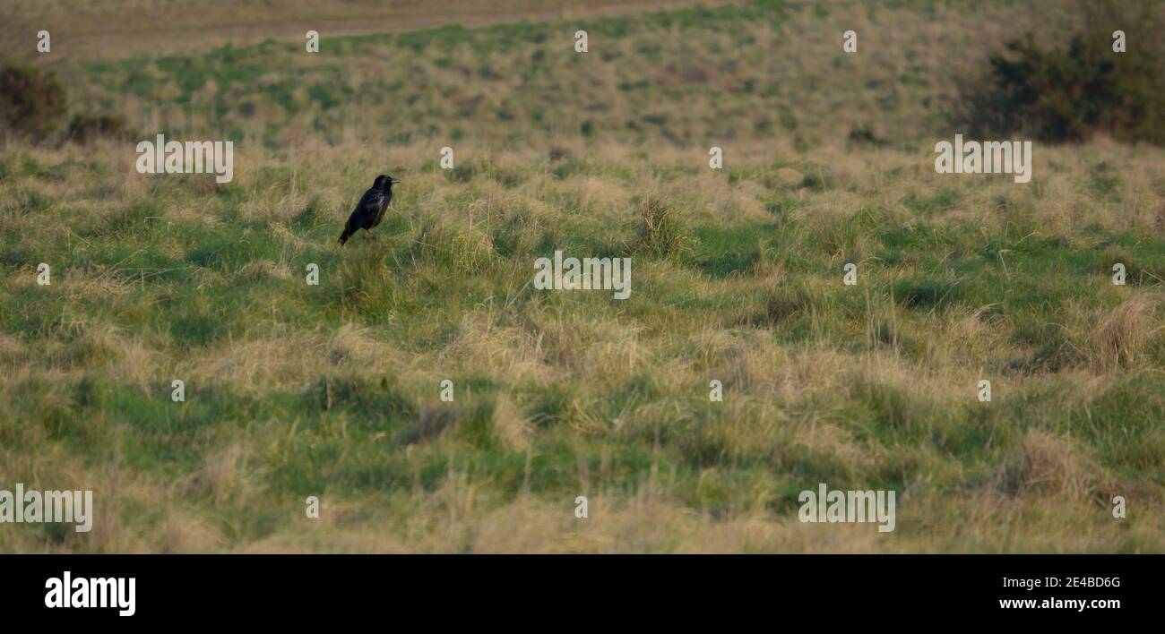 Uk crow hi-res stock photography and images - Alamy