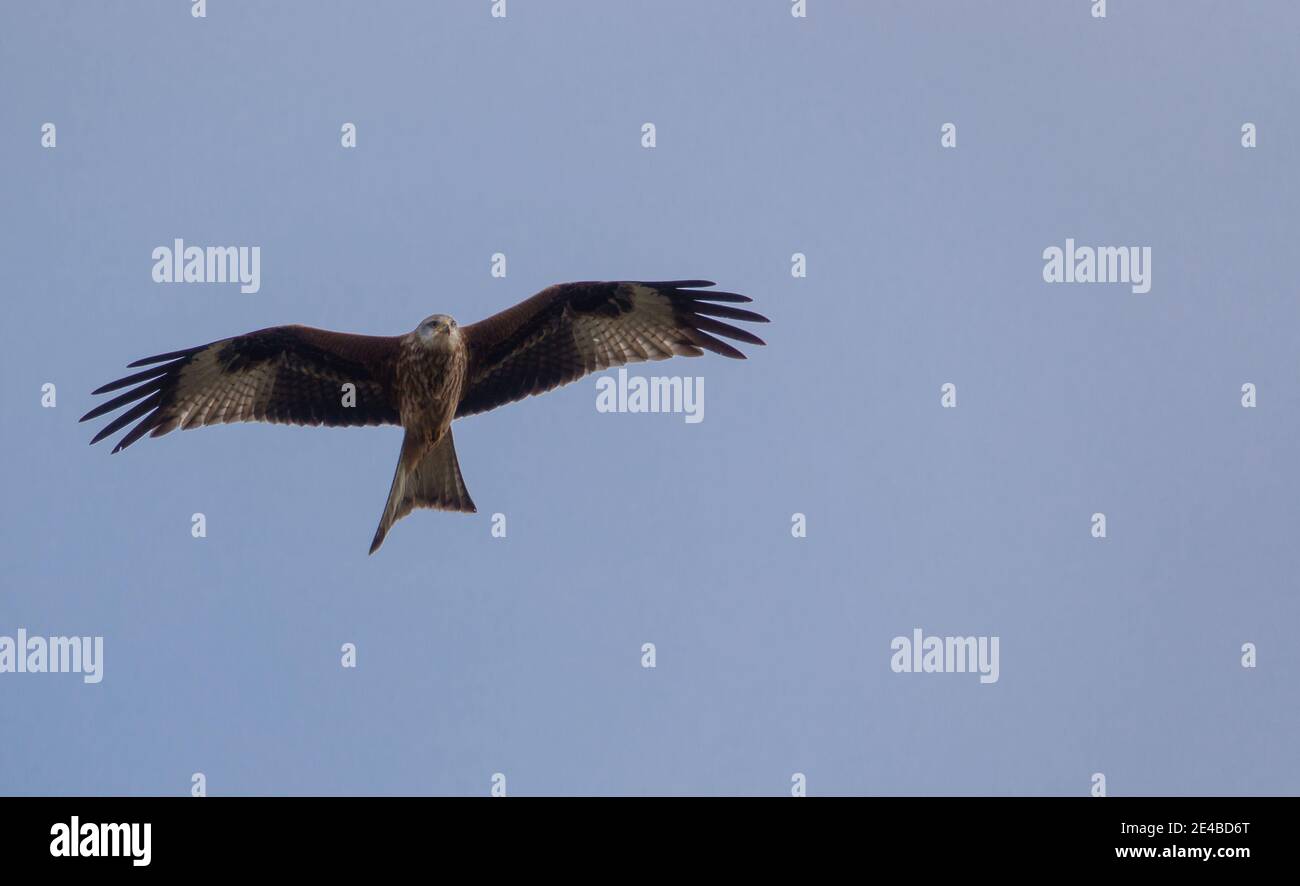 red kite soaring with wings full in a blue sky Stock Photo - Alamy