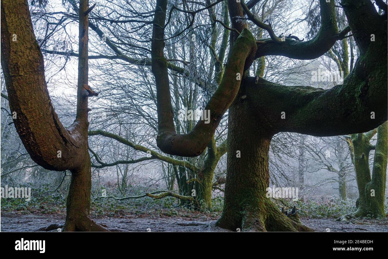 trees with boughs branches bigger than their trunks like scary weird ...
