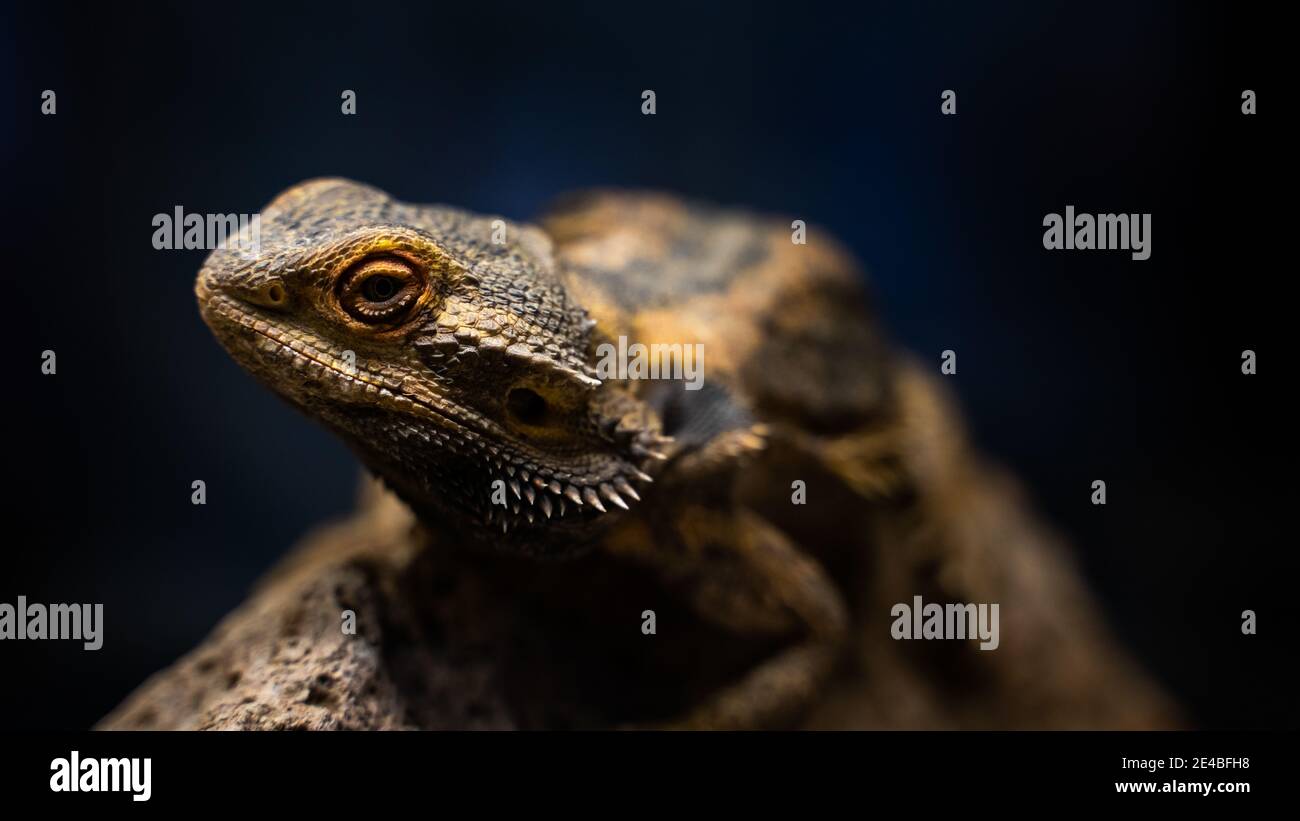 Close up shot of a small agama lizard in a terrarium on a blurry ...