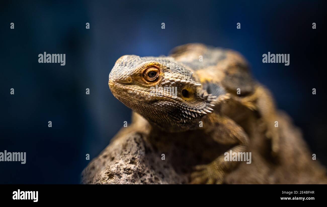 Close up shot of a small agama lizard in a terrarium on a blurry ...