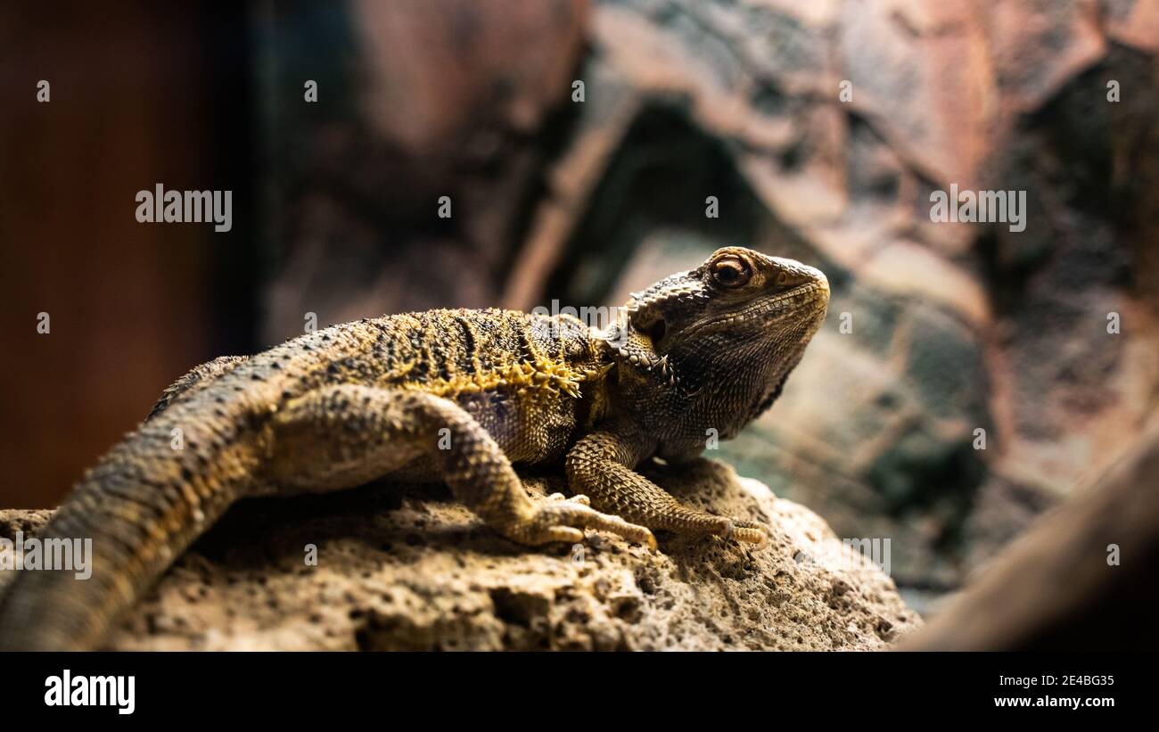 Close up shot of a small lizard in a terrarium on a blurry background ...