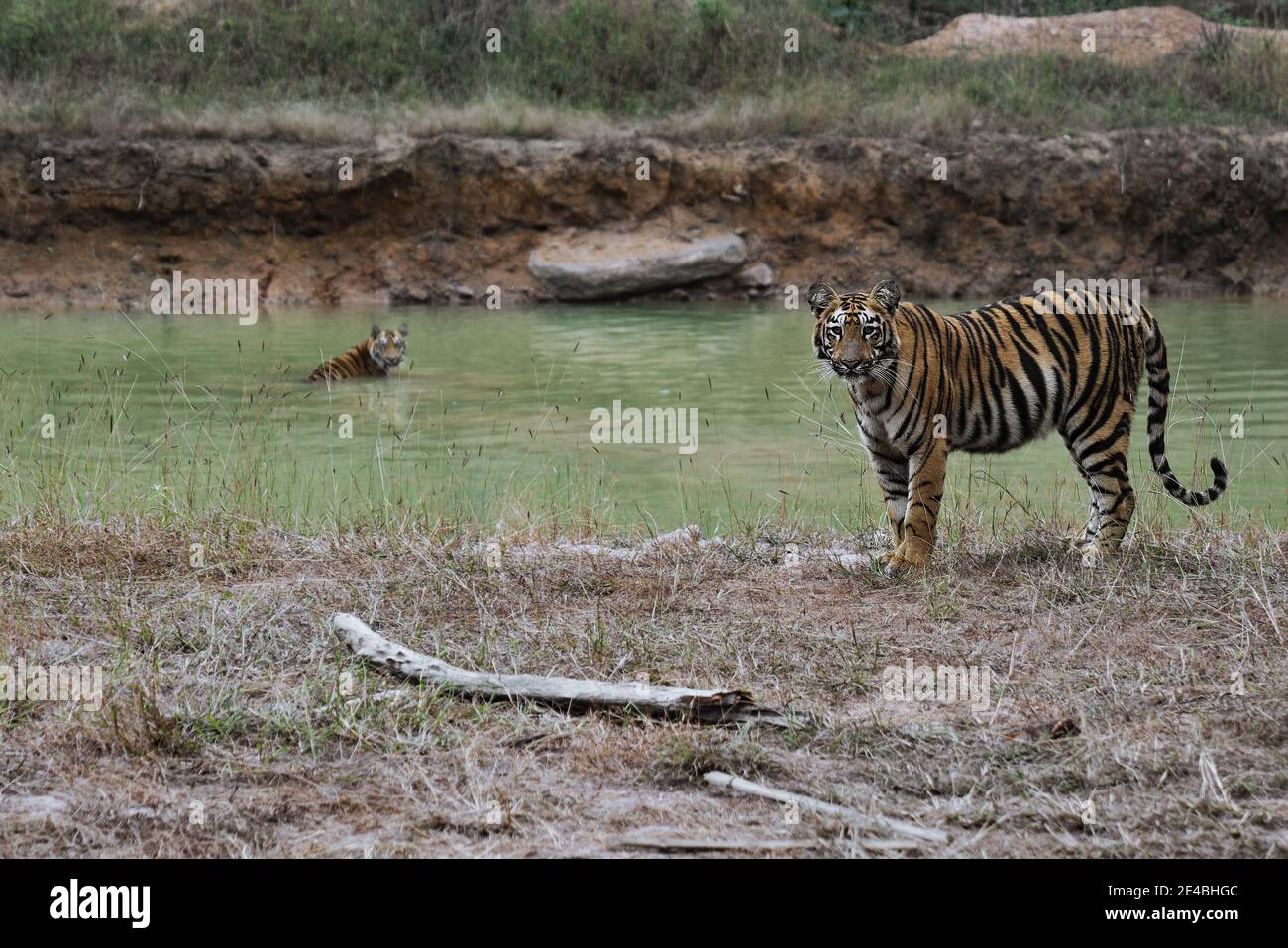 Tiger standing on the body of a lake with another one swimming in the ...