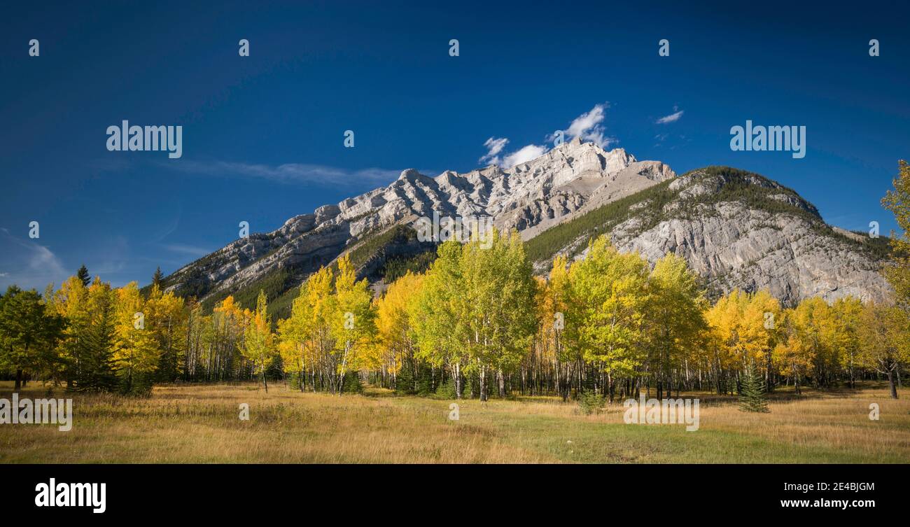Aspen trees in autumn, Cascade Mountain, Banff National Park, Alberta ...