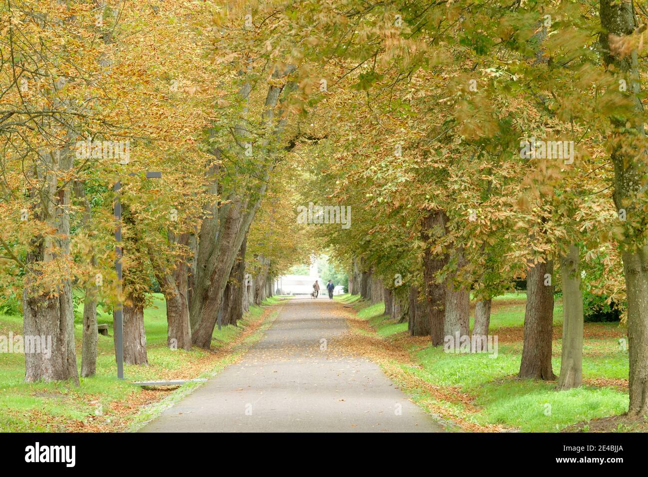 Kastanienallee in Putbus Castle Park, Ruegen Island, Mecklenburg ...