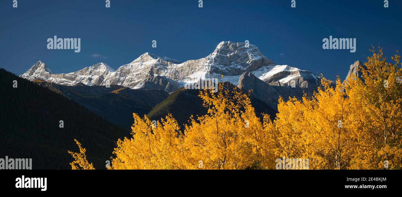 Poplar trees in autumn, Mount Lougheed, Kananaskis Country, Alberta ...