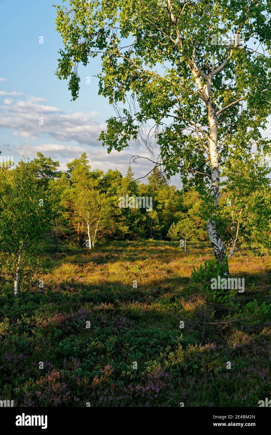 The nature reserve "Schwarzes Moor" in the evening light, Rhoen ...
