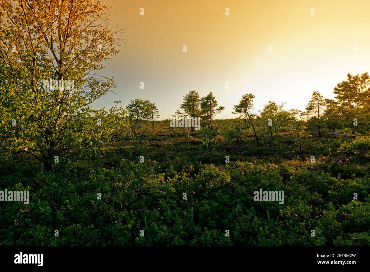 The nature reserve "Schwarzes Moor" in the evening light, Rhoen ...
