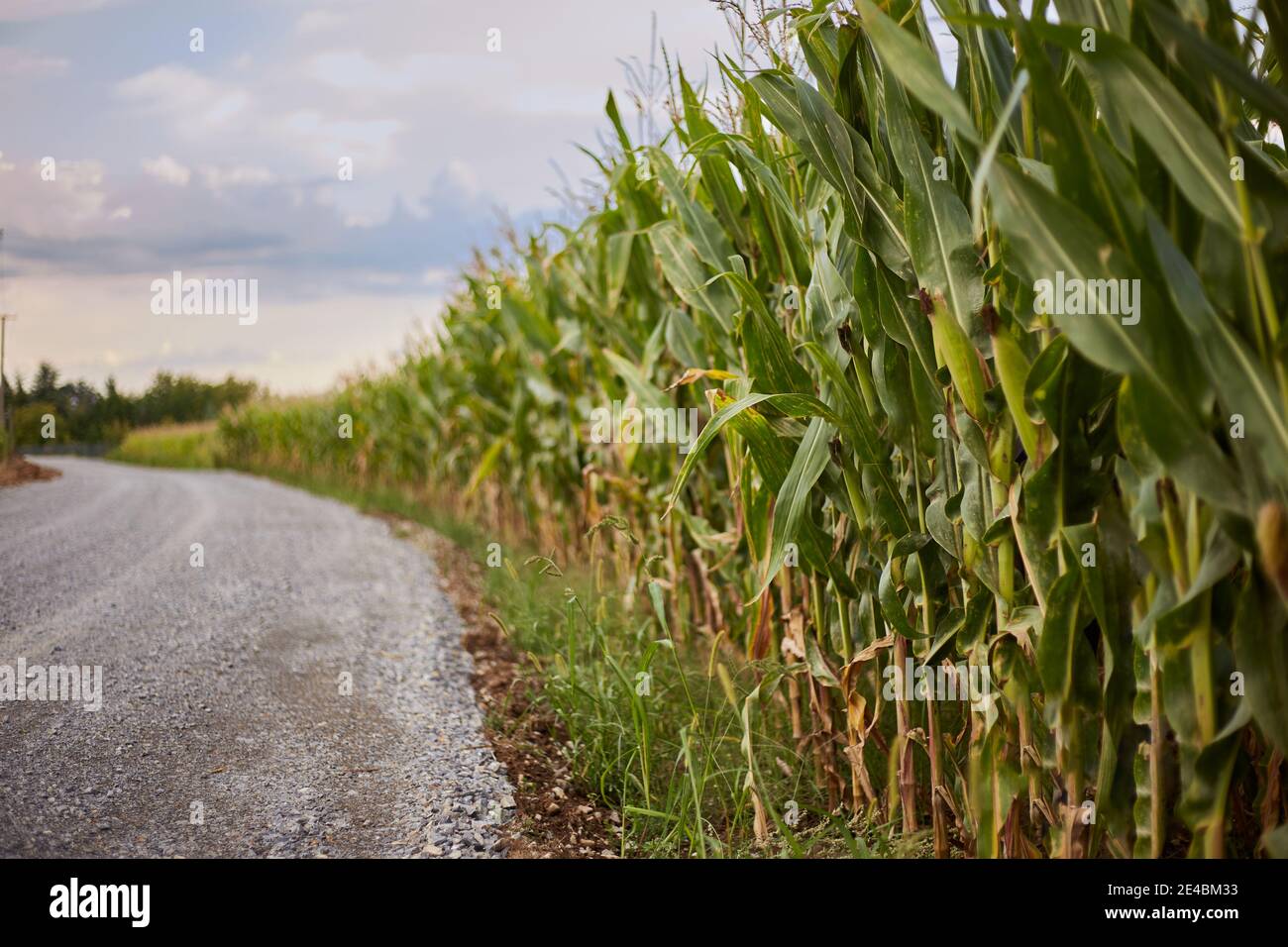 Corn field in real color Stock Photo - Alamy
