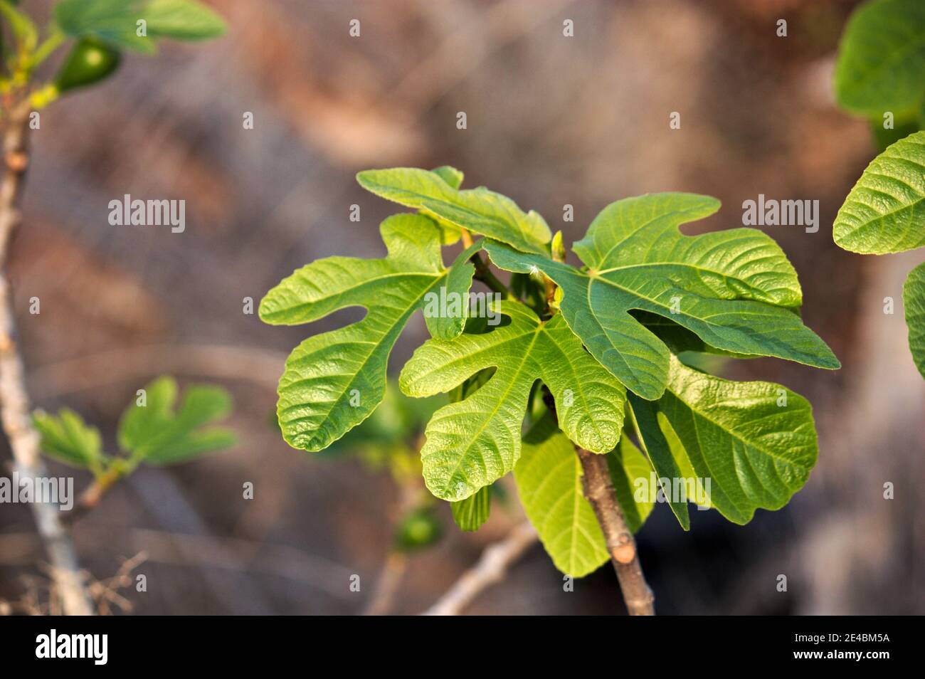 Image of a fig tree branch from which new leaves born in spring hang ...