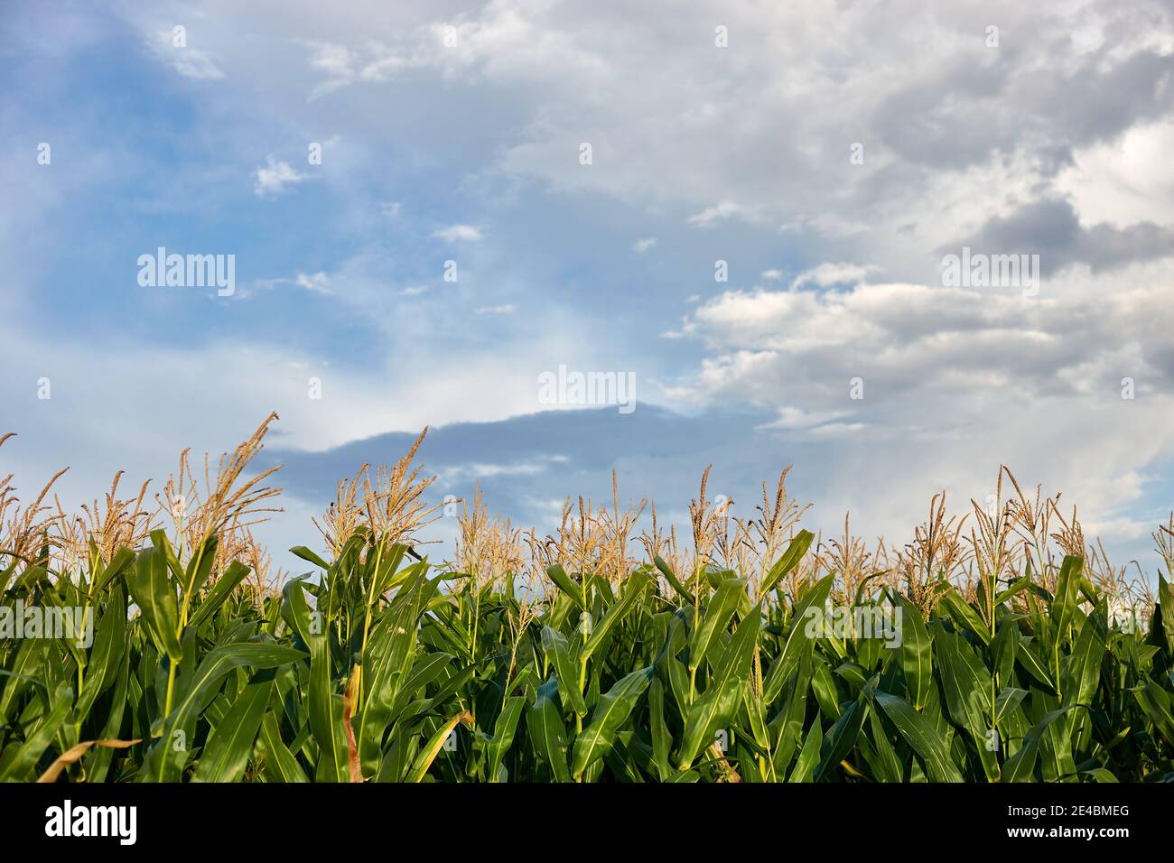 Looking corn field hi-res stock photography and images - Alamy