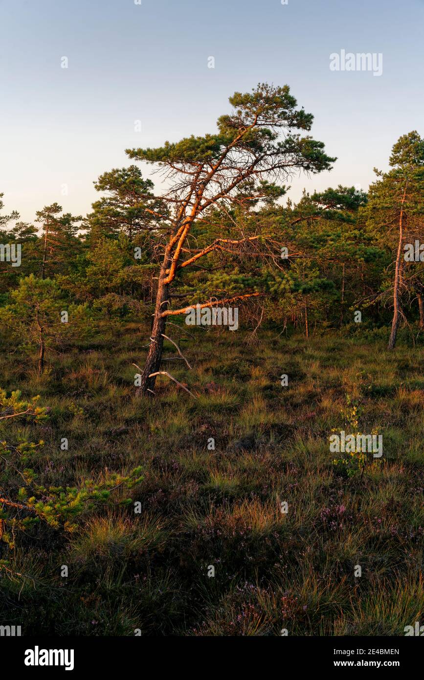 The nature reserve "Schwarzes Moor" in the evening light, Rhoen ...