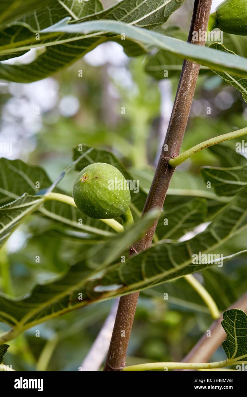 Fig in natural habitat. Fig tree and leafs. Lonely fig on a fig branch ...