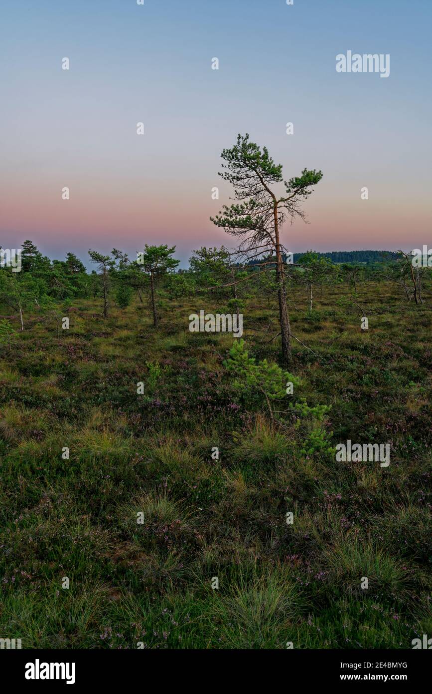 The nature reserve "Schwarzes Moor" in the evening light, Rhoen ...