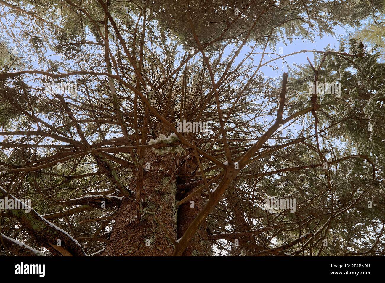 Pine tree on sunny hi-res stock photography and images - Alamy
