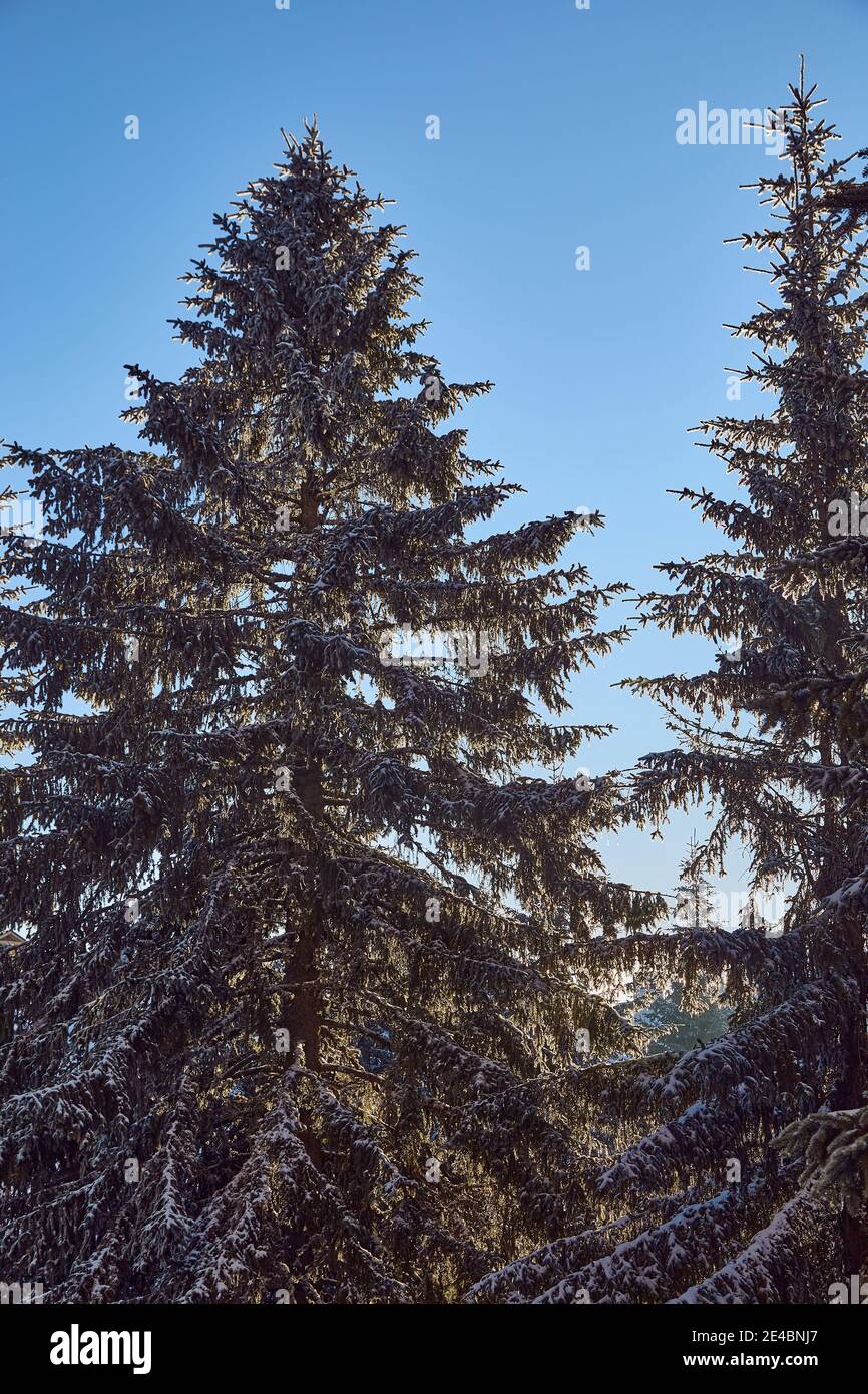 Beautiful pine trees on Serbian mountain in december. Snow on pine ...