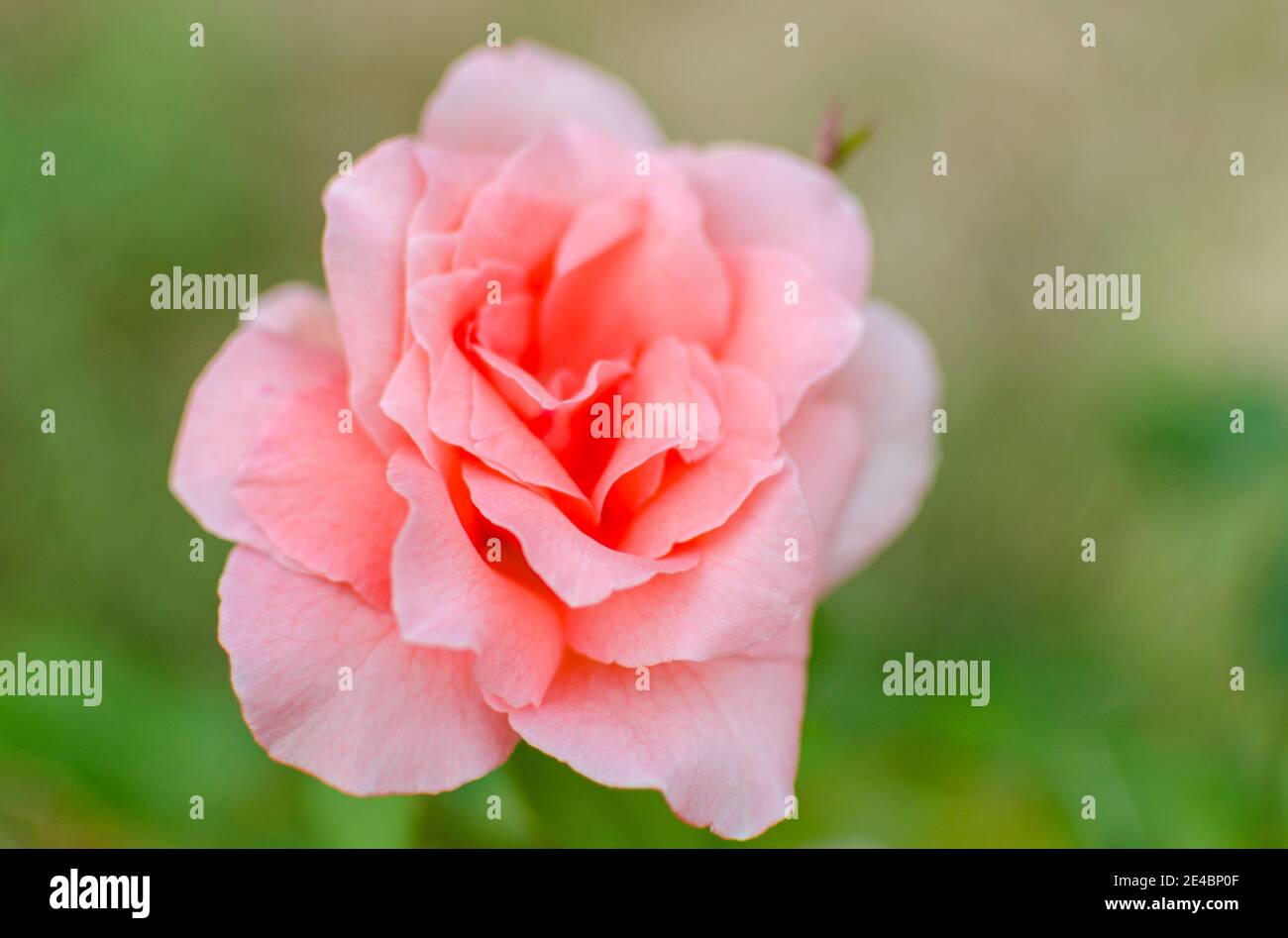 Great rose with gorgeous flower petals. And it smells great Stock Photo ...