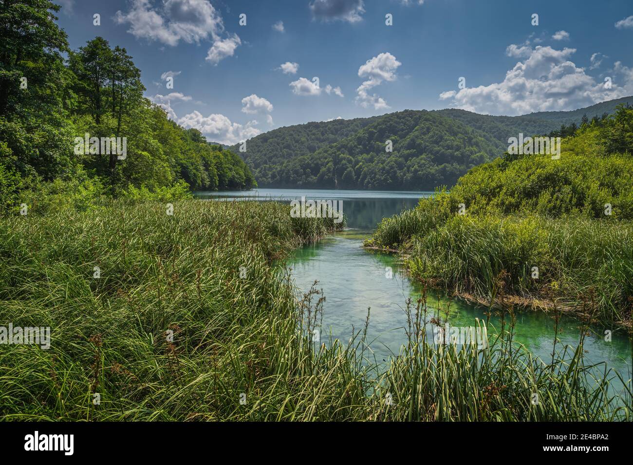 Turquoise coloured river surrounded by reeds and green lush forest ...