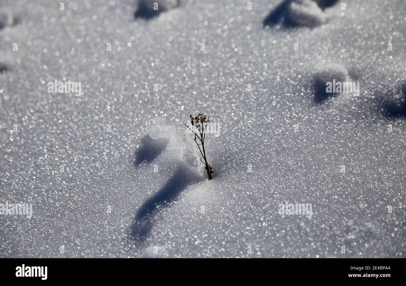 Lonely plant tries to grow in snow time. Struggle for survival Stock ...