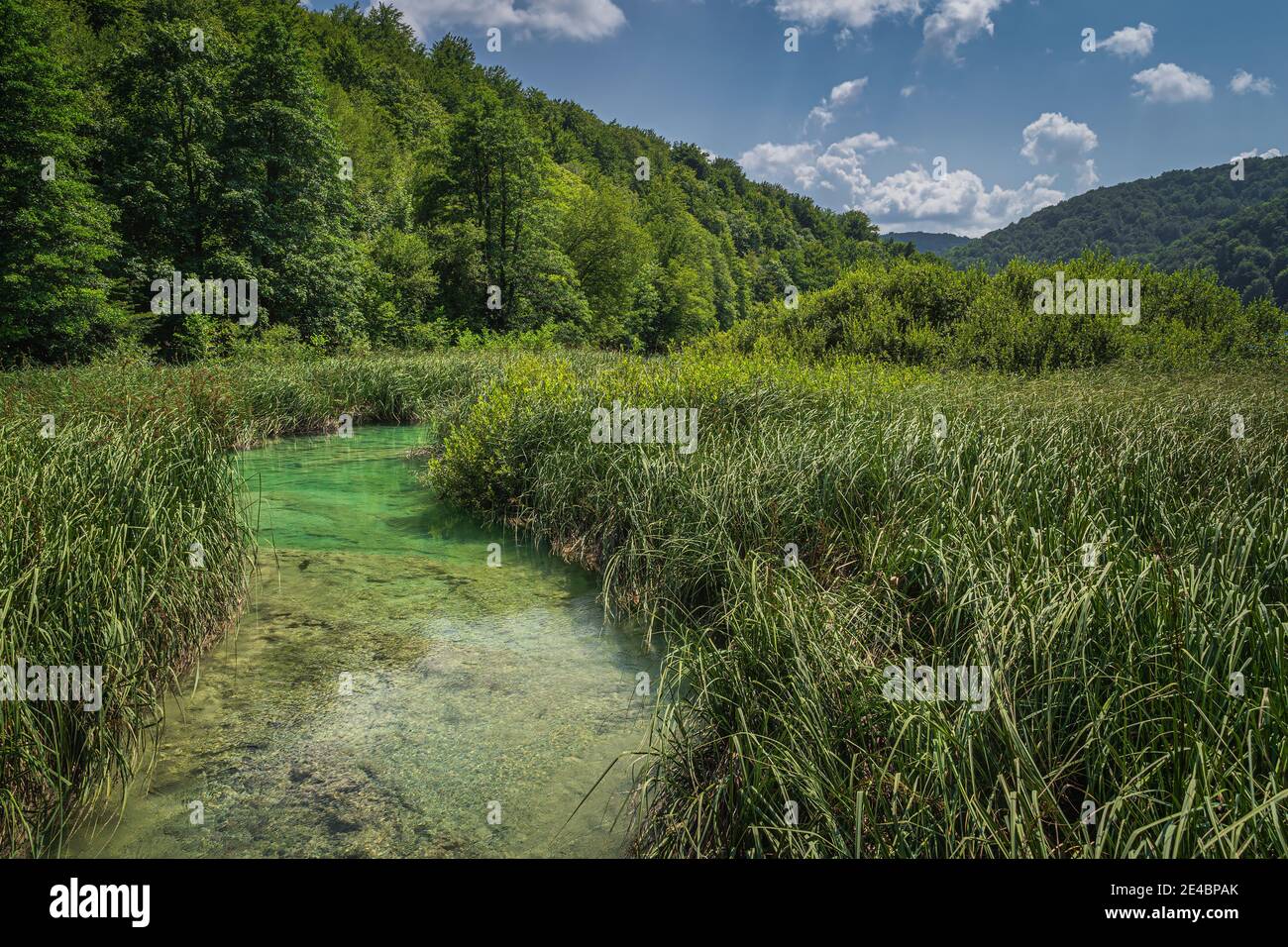 Beautiful turquoise coloured river surrounded by tall reeds and green ...