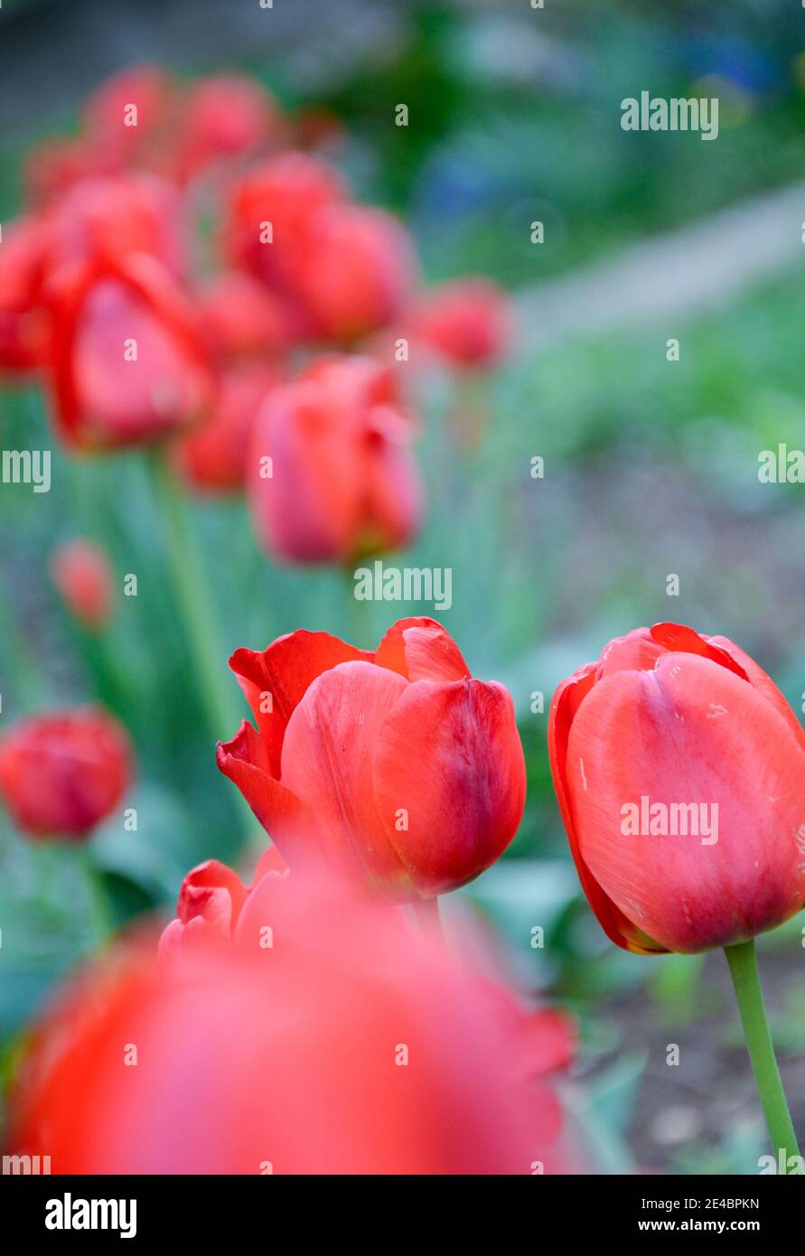 Real beauty with those tulips in a backyard Stock Photo - Alamy