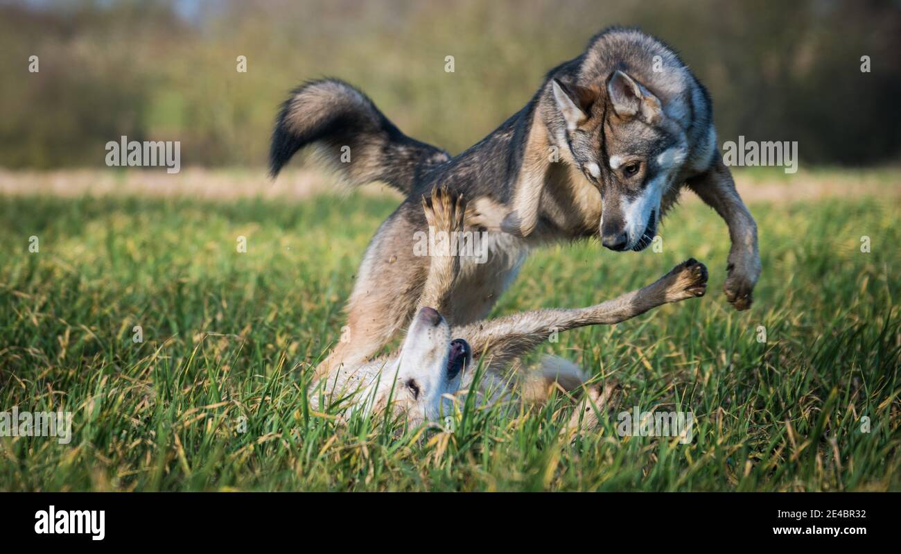 Tamaskan wolf dog hi-res stock photography and images - Alamy