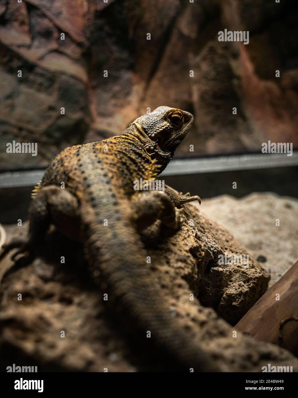 Small lizard in a terrarium on a blurry background Stock Photo - Alamy