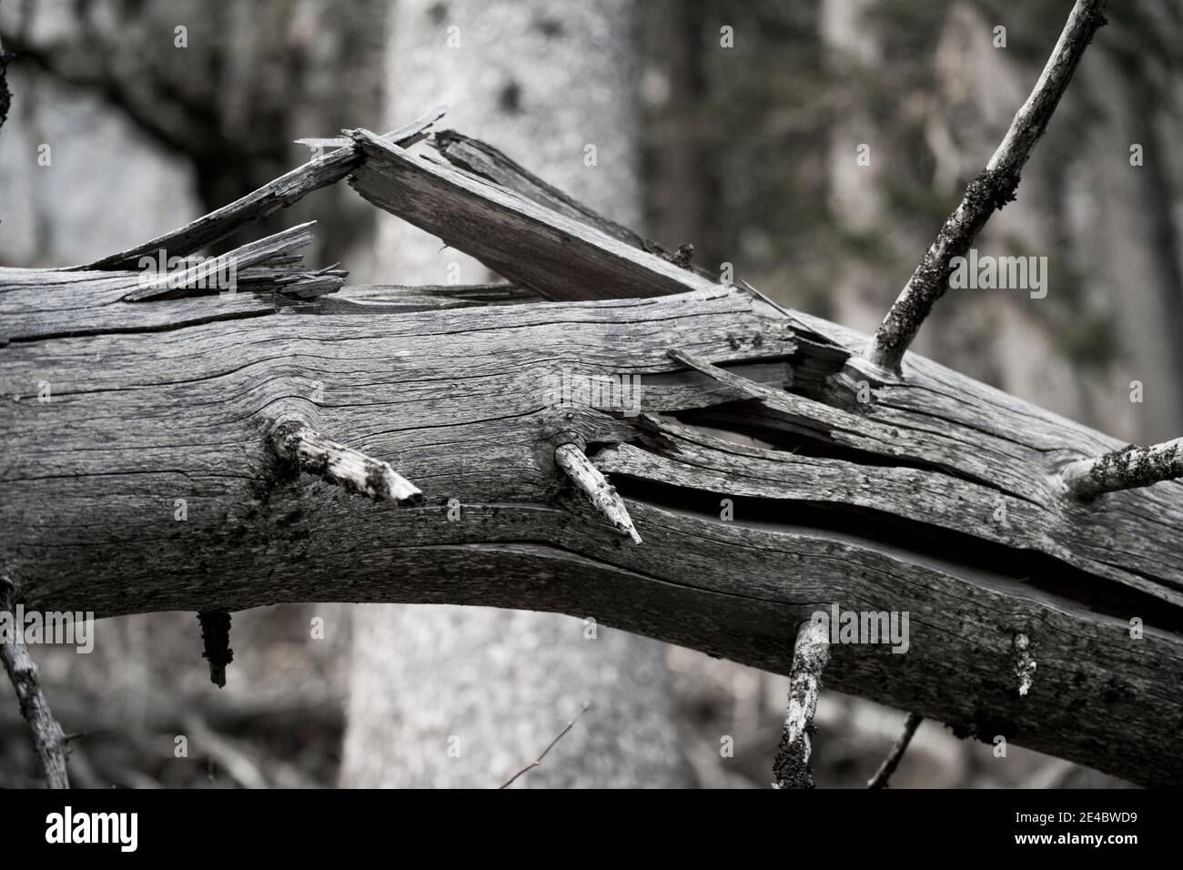 Broken tree hi-res stock photography and images - Alamy