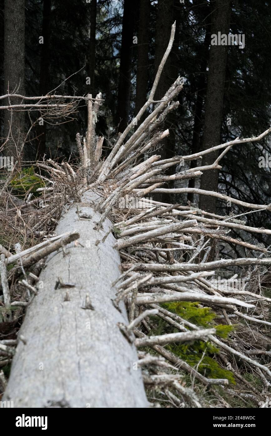lying dead tree Stock Photo - Alamy