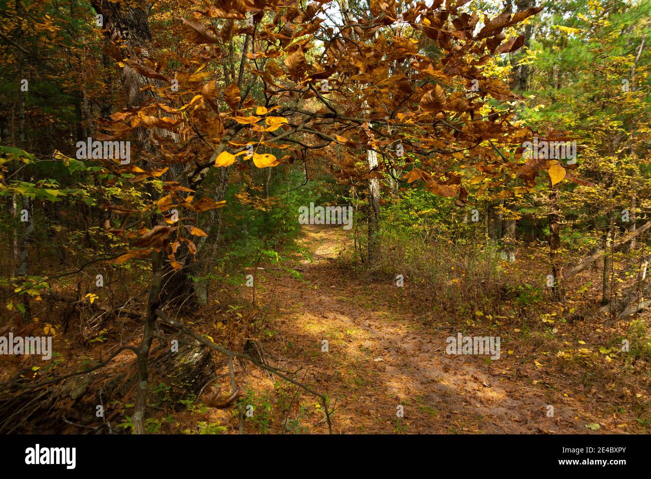 Hiking trail on a Autumn morning. Sand Ridge State Forest, Illinois ...