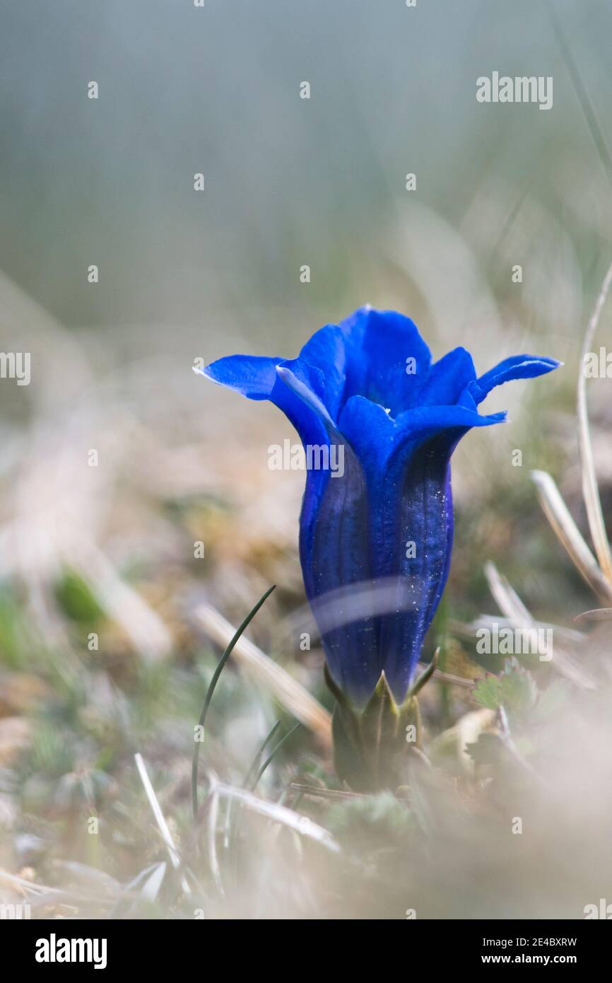 Blue alp gentian hi-res stock photography and images - Alamy