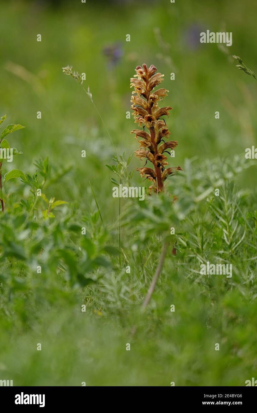 Orobanche elatior hi-res stock photography and images - Alamy