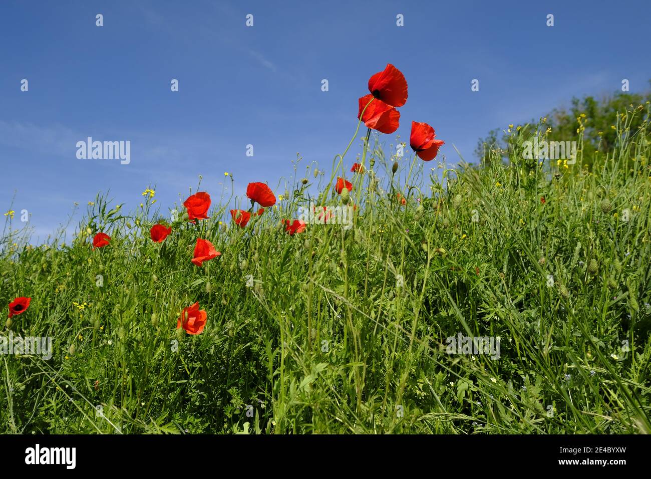 Poppies in natural fields hi-res stock photography and images - Alamy