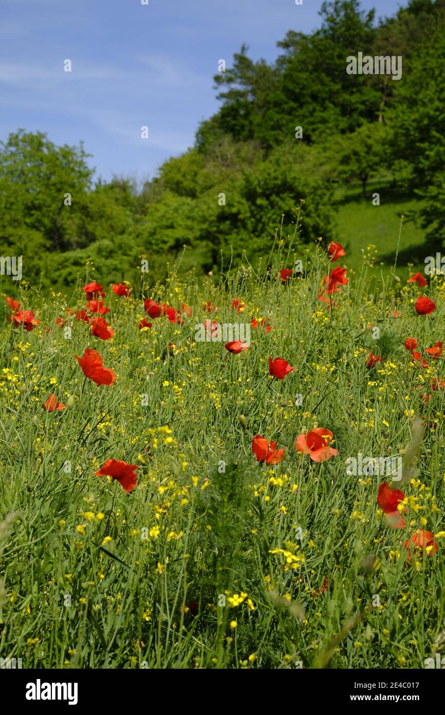Poppies in the grain field in the evening light hi-res stock ...