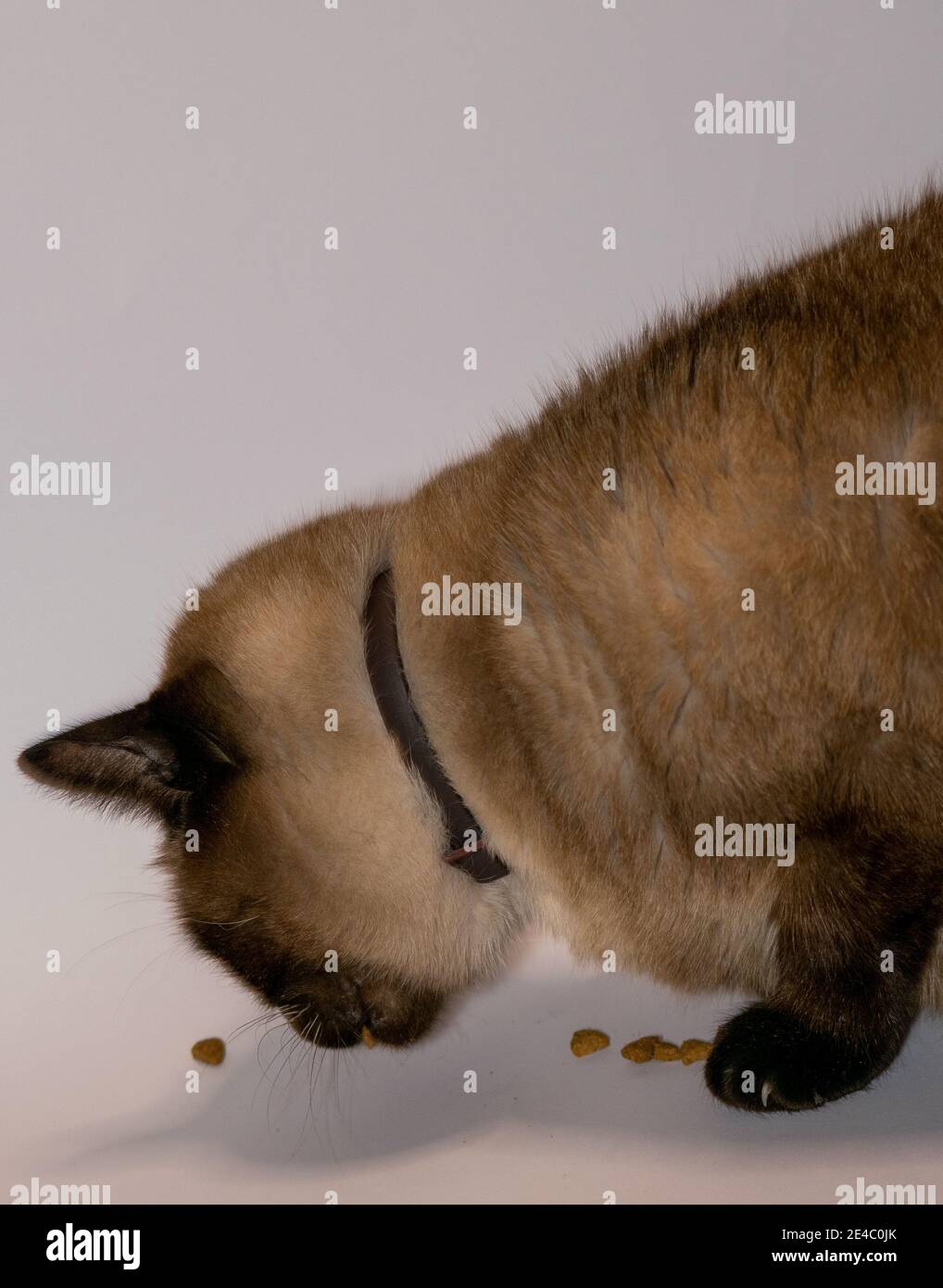 Siamese cat eating dry food on white background Stock Photo - Alamy