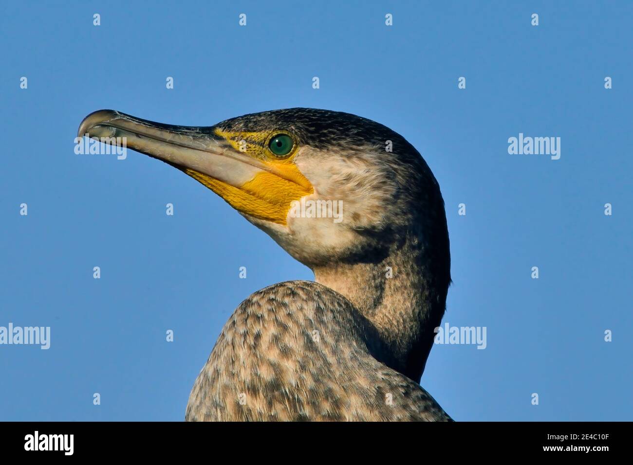 Cormorant Eye High Resolution Stock Photography and Images - Alamy