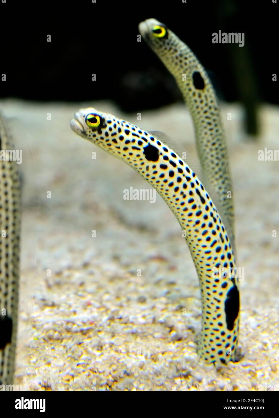 Spotted Garden Eel Heteroconger Hassi High Resolution Stock Photography ...