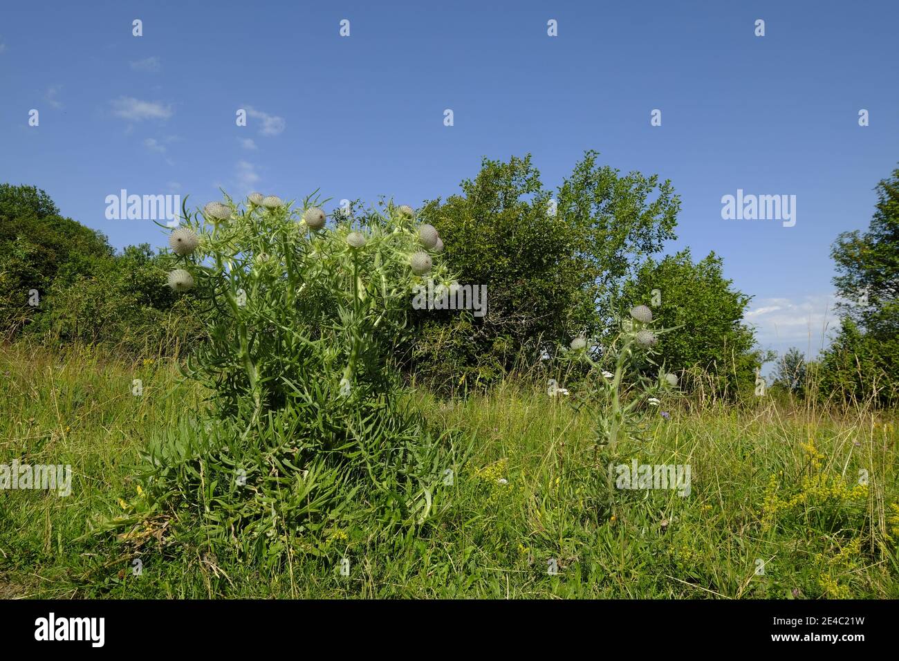 The nature reserve Lange Rhön in the core zone of the Rhön Biosphere ...