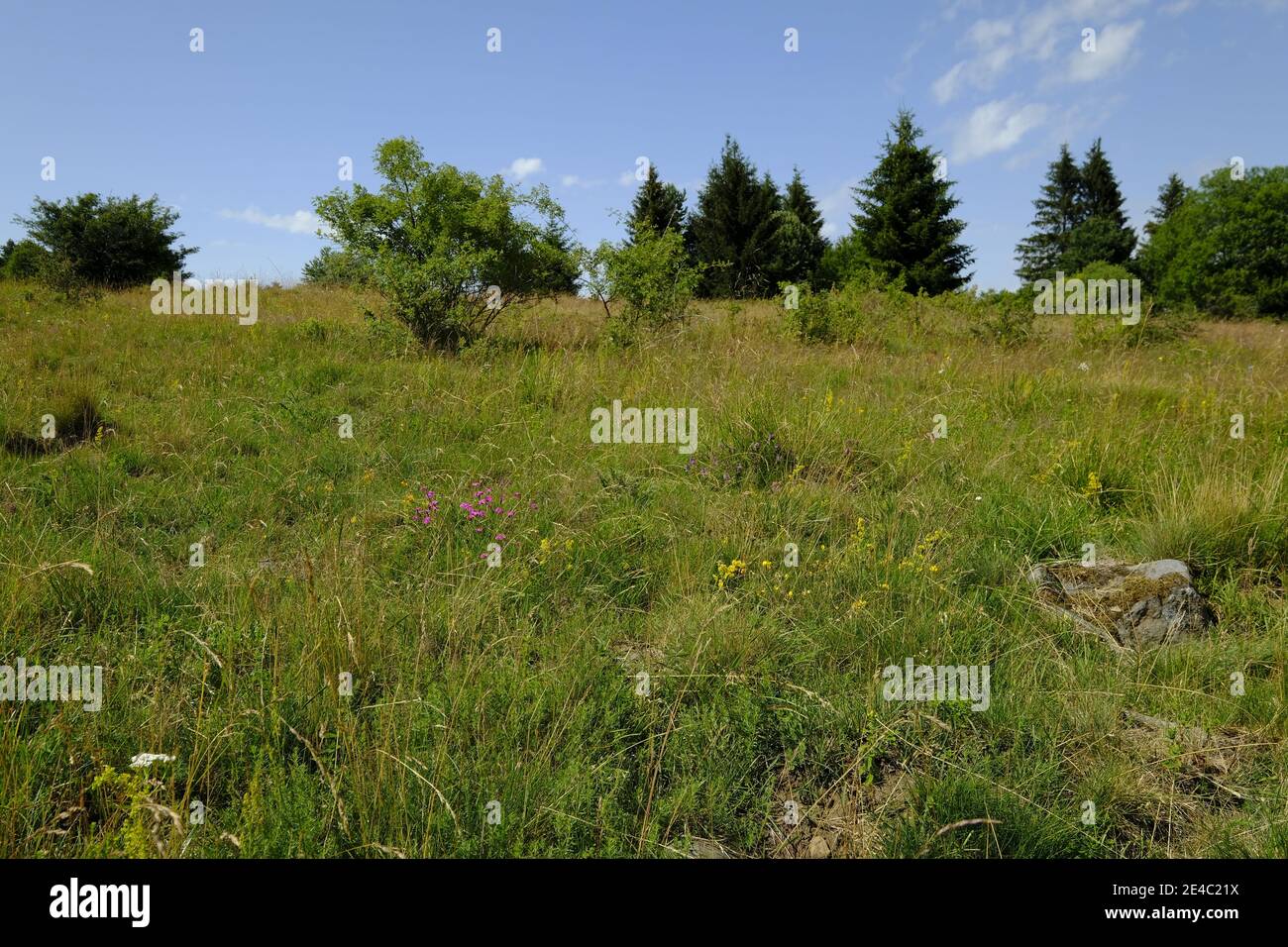 The nature reserve Lange Rhön in the core zone of the Rhön Biosphere ...