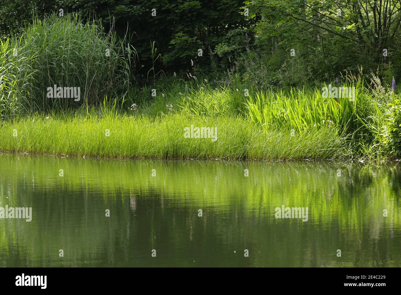 The nature reserve Lange Rhön in the core zone of the Rhön Biosphere ...