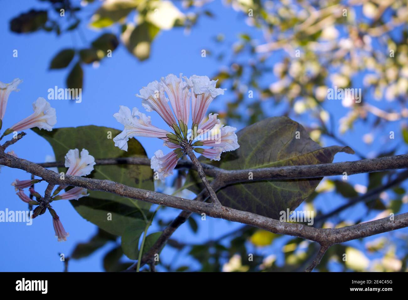 White tabebuia hi-res stock photography and images - Alamy