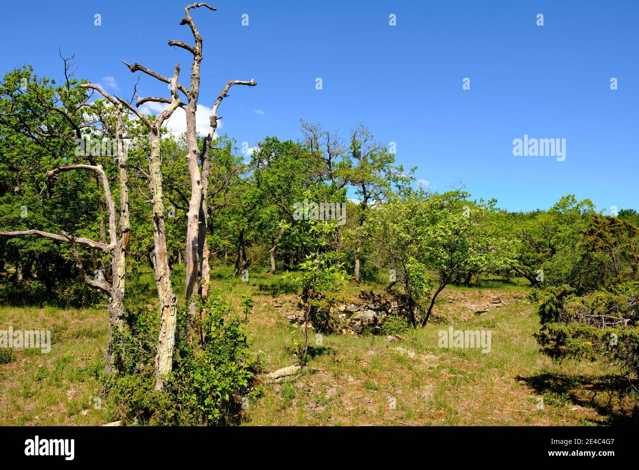 Landscape in the nature reserve Mäusberg near Karlstadt, Main-Spessart ...