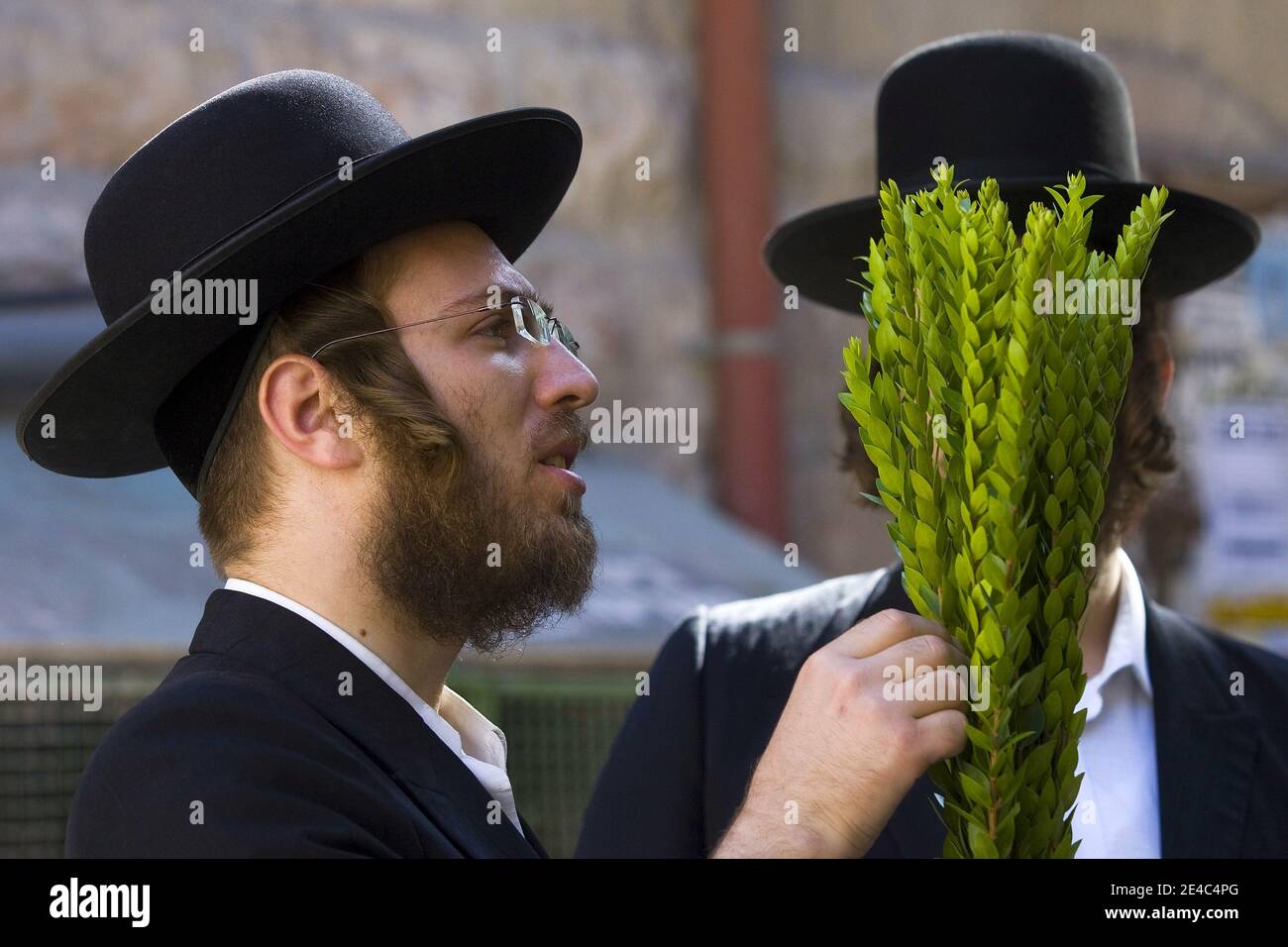 "Ultra orthodox Jewish men check myrtle branches for blemishes to ...