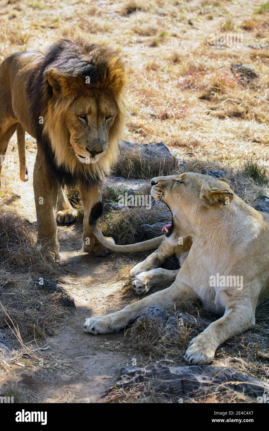 Angry lioness yelling at lion Stock Photo - Alamy