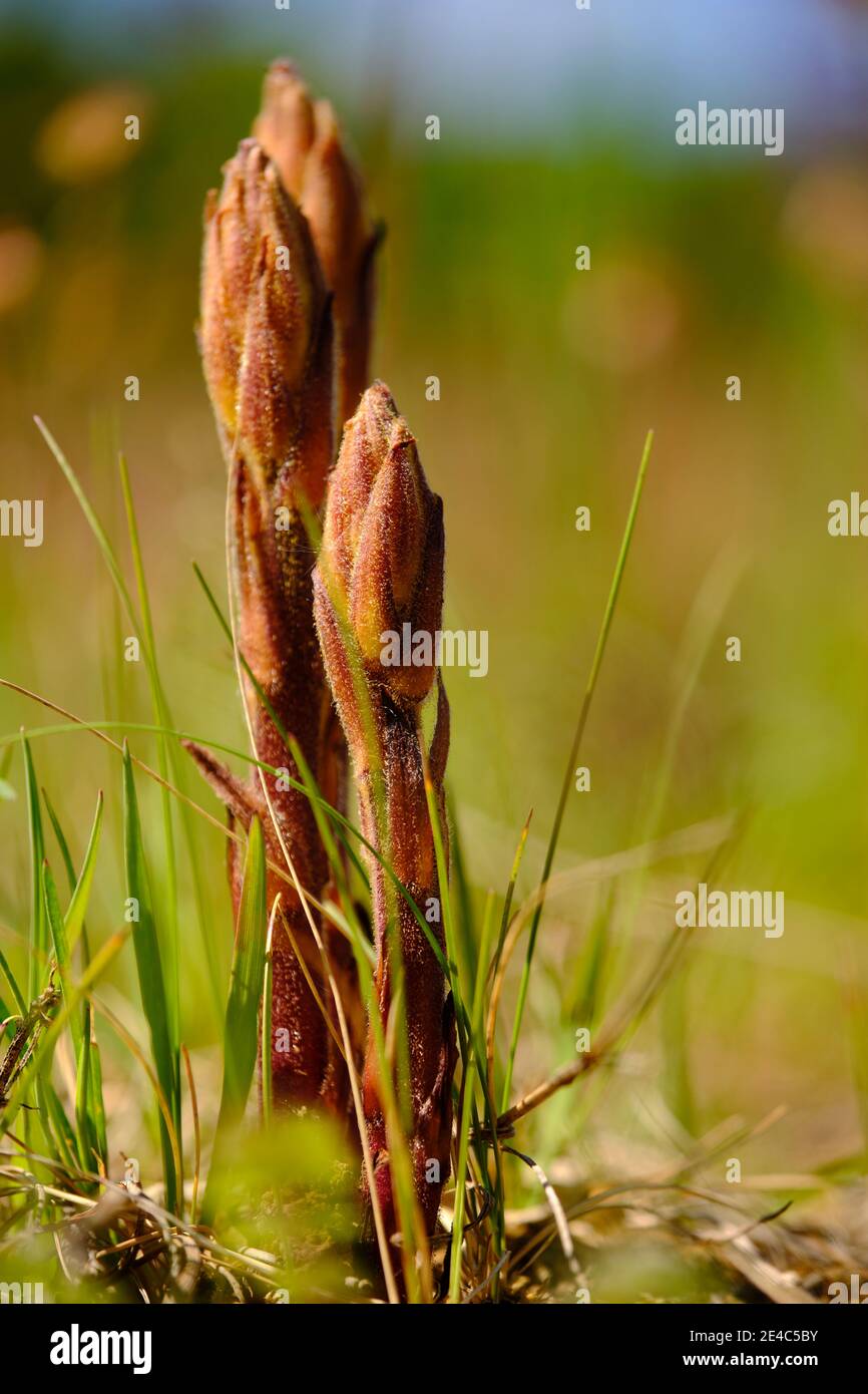 Orobanche elatior hi-res stock photography and images - Alamy
