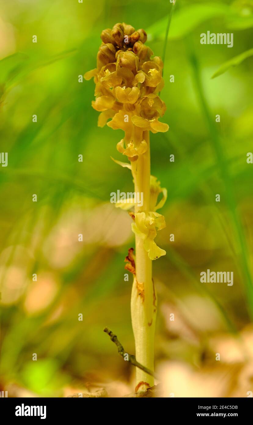 Bird's nest root, Neottia nidus-avis Stock Photo - Alamy